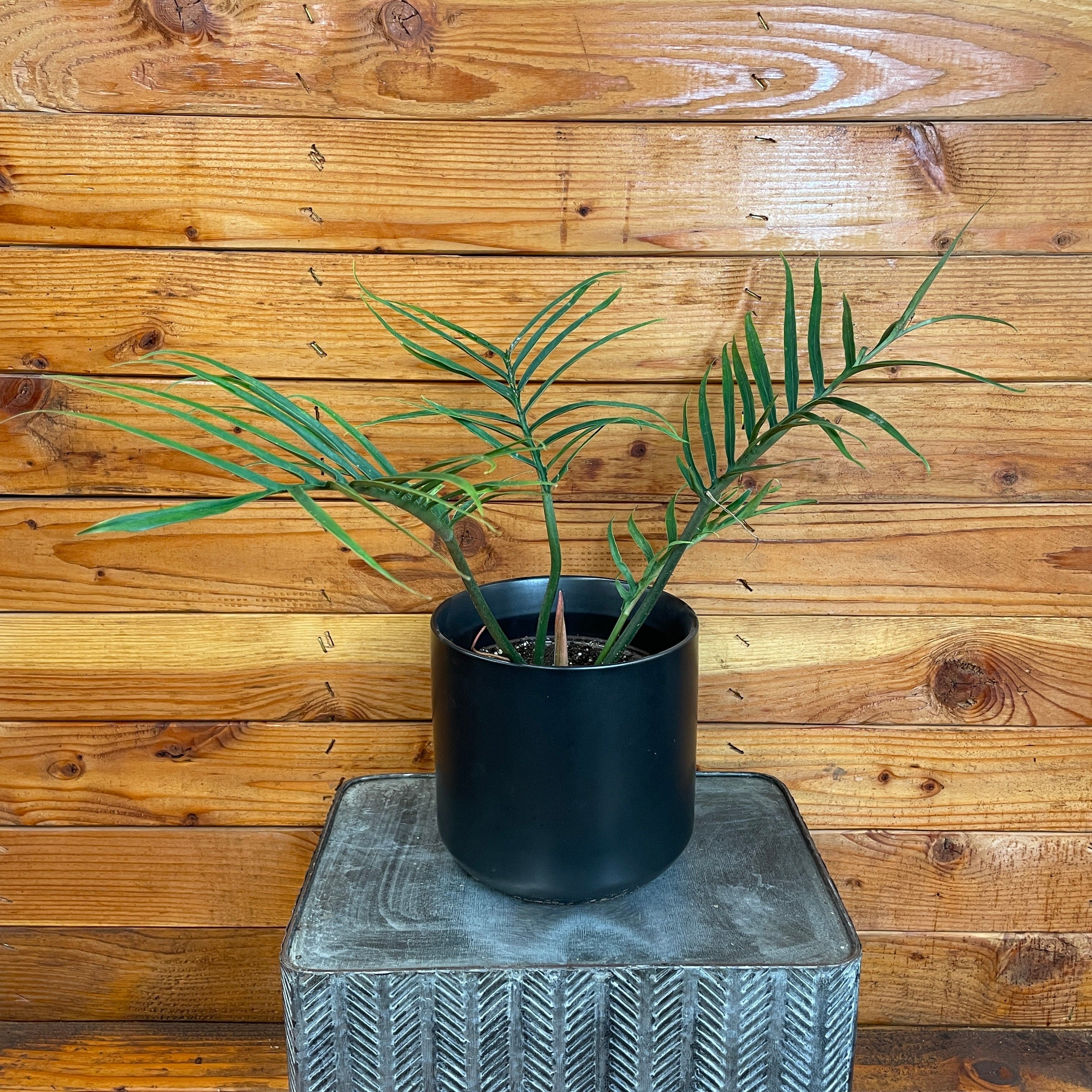 Philodendron Tortum, 6" Plant – Enchantment Z, LLC